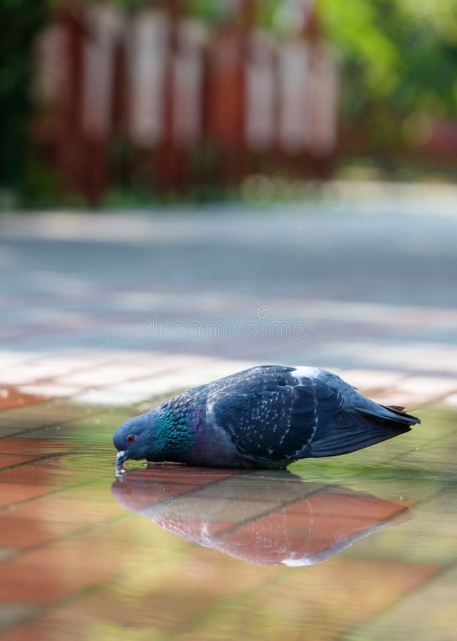 A Pigeon is Drinking Water from a Puddle Stock Image - Image of ...