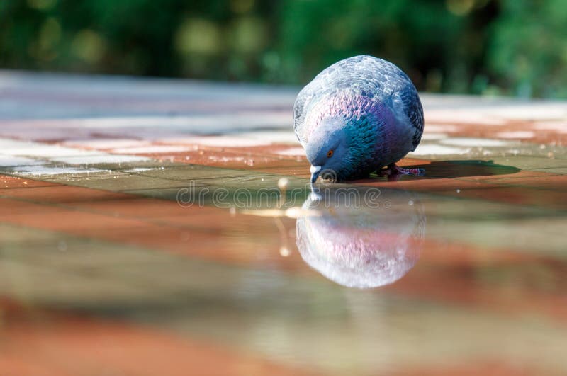 A Pigeon is Drinking Water from a Puddle Stock Photo - Image of concept ...
