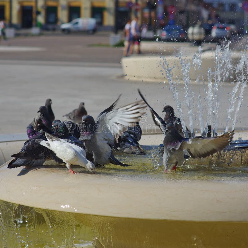 Pigeon drinking water stock image. Image of flock, drinking - 97144599