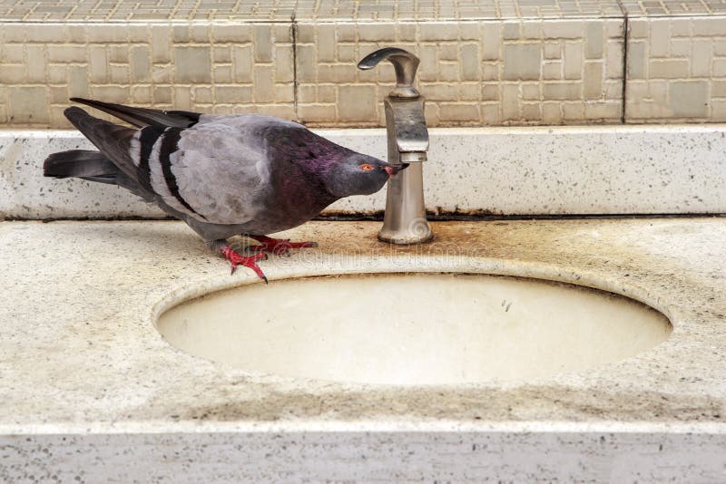 Pigeon drinking water stock image. Image of water, sunlight - 24833079