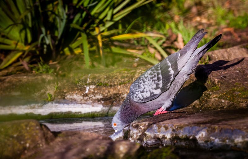 Pigeon drinking water stock image. Image of animal, freedom - 48412367
