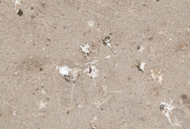 Pigeon droppings stock photo. Image of outside, macro - 106832062