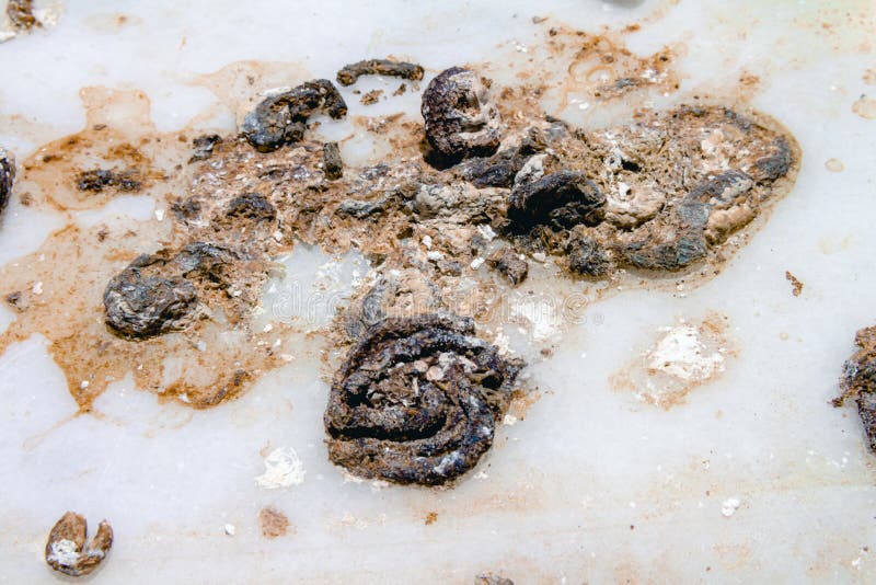 Pigeon Droppings on the Windowsill Stock Photo - Image of closeup ...