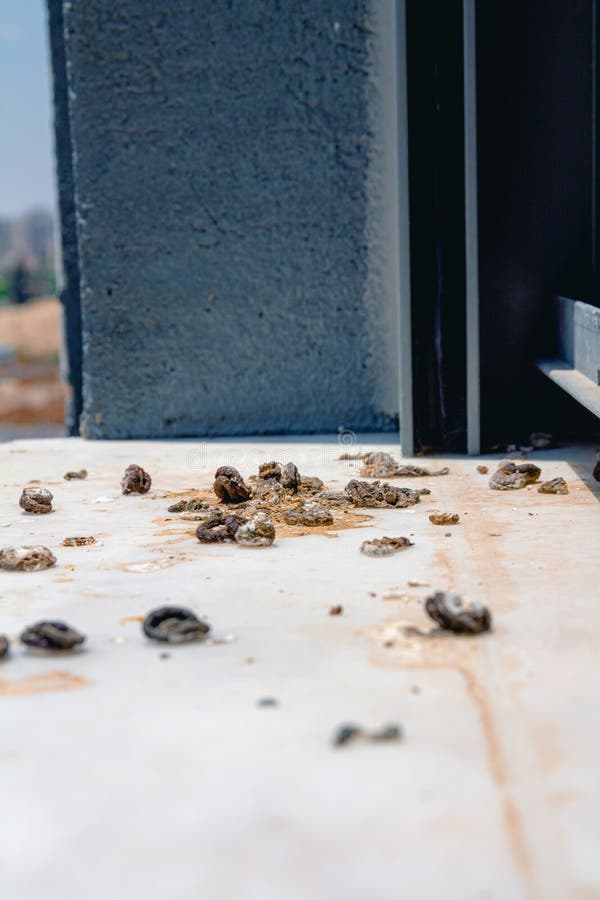 Balcony Pigeon Droppings Stock Photos - Free & Royalty-Free Stock ...