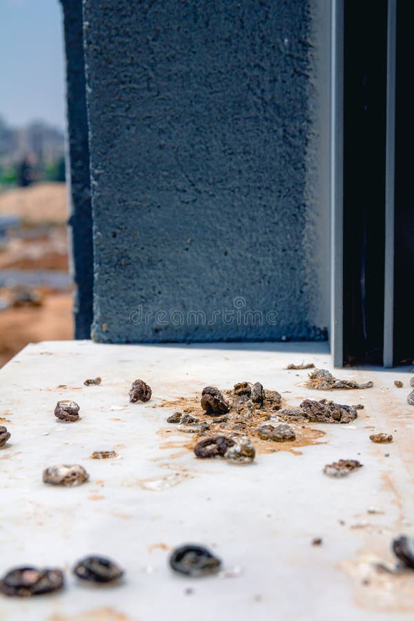 Pigeon Droppings on the Windowsill Stock Photo - Image of bird ...
