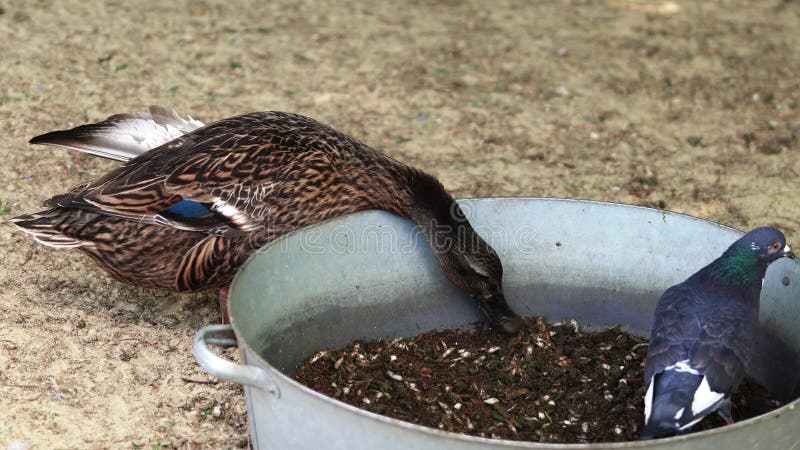 A Pigeon and a Duck Peacefully Sharing a Meal from a Common Bowl in an ...