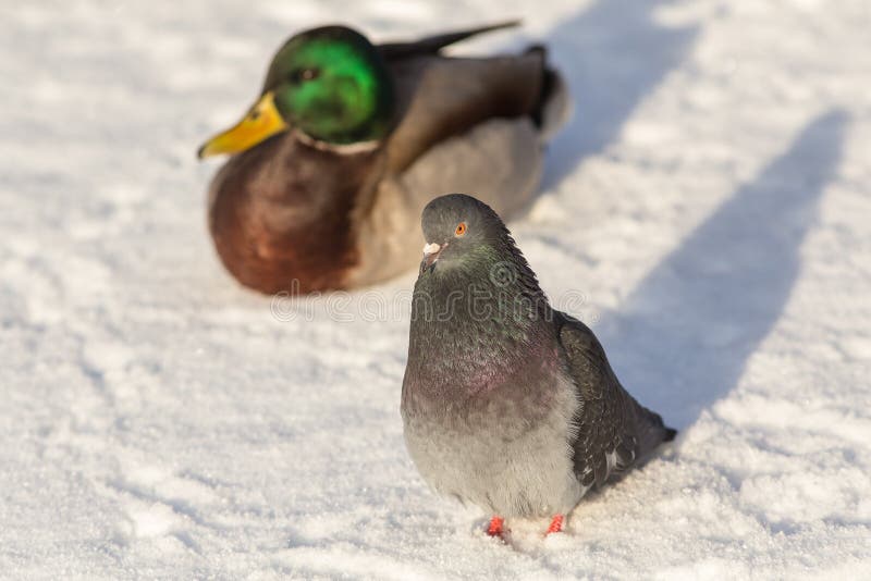 Duck And Pigeon On Concrete By Lake Stock Photo - Image of blue, beak ...