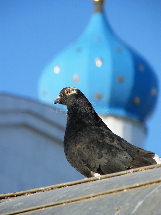 A pigeon in Easter stock image. Image of symbol, summer - 49541457