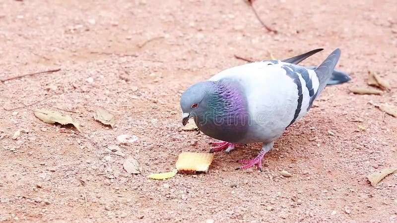 Pigeon Eating a Biscuit stock video. Video of gray, grey - 80156041