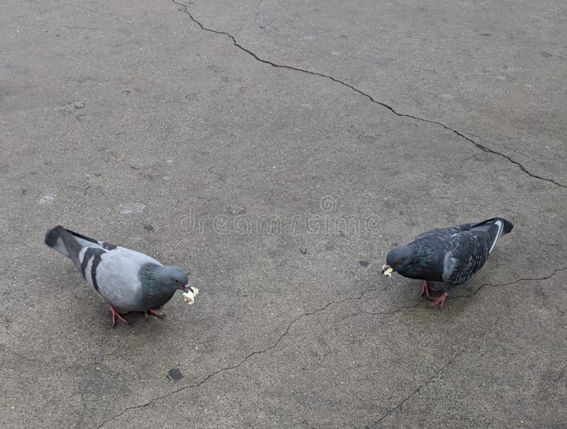 Pigeon Eating Bread Sidewalk Stock Photo - Image of gull, duck: 238150708