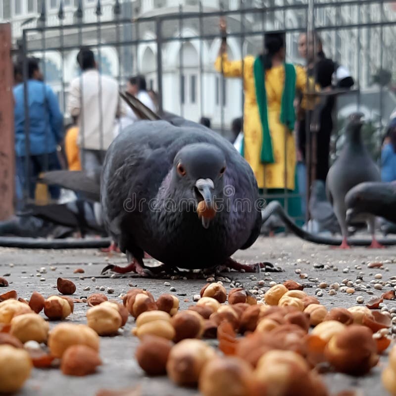 Pigeon Eating Food on the Street Stock Image - Image of cute, animal ...