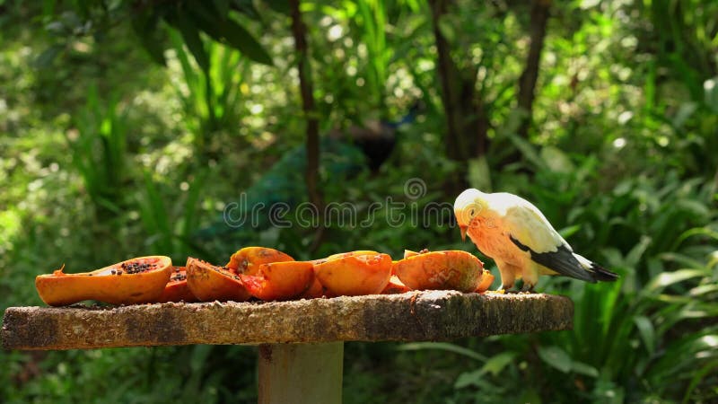 Pigeon Eating Papaya in a Manger Stock Video - Video of freedom ...