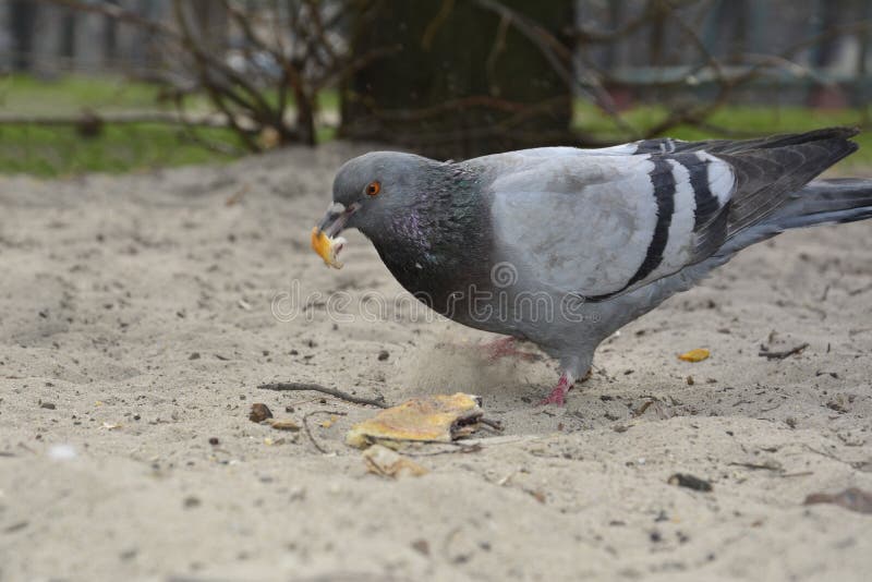 Pigeon eats bread. stock image. Image of beak, grey, brown - 46738253
