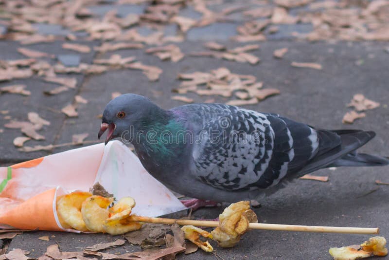 Pigeon Eats Leftover Pizza on the Street. Pigeon . Stock Image - Image ...