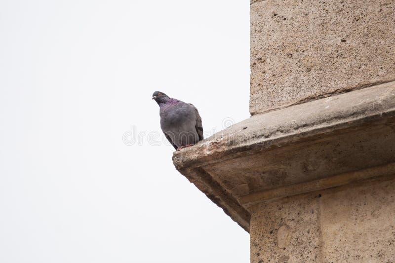 Pigeon on the Eaves of the Building Stock Image - Image of pigeon, view ...