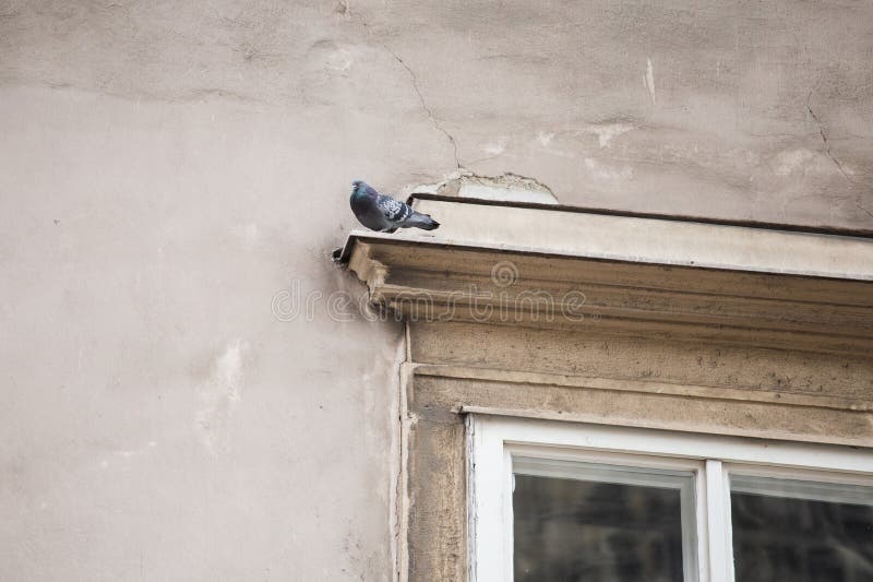 Pigeon on the Eaves of the Building Stock Image - Image of roof, animal ...