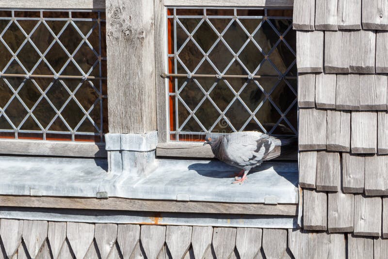 Pigeon on the Edge of a Window Stock Image - Image of feather, window ...