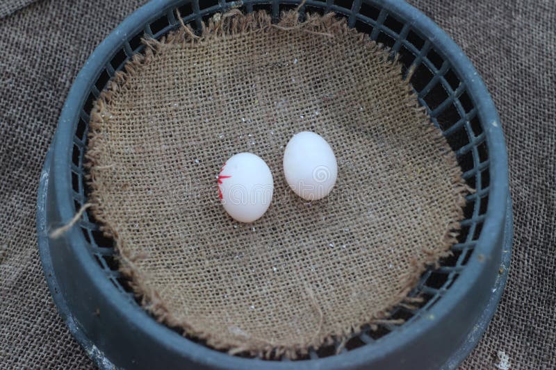 Pigeon Egg Box with Two Egg Breading Season Stock Photo - Image of ...