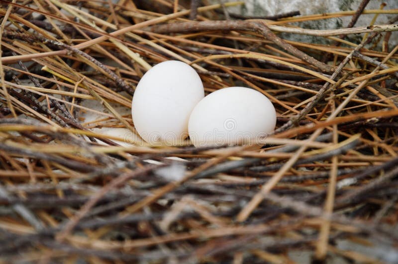 Pigeon egg on the nest stock image. Image of breed, bird - 49819485