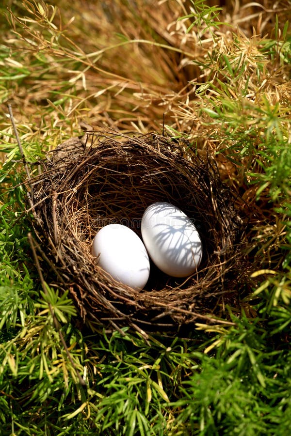 Pigeon eggs stock photo. Image of pigeon, green, bird - 21728470