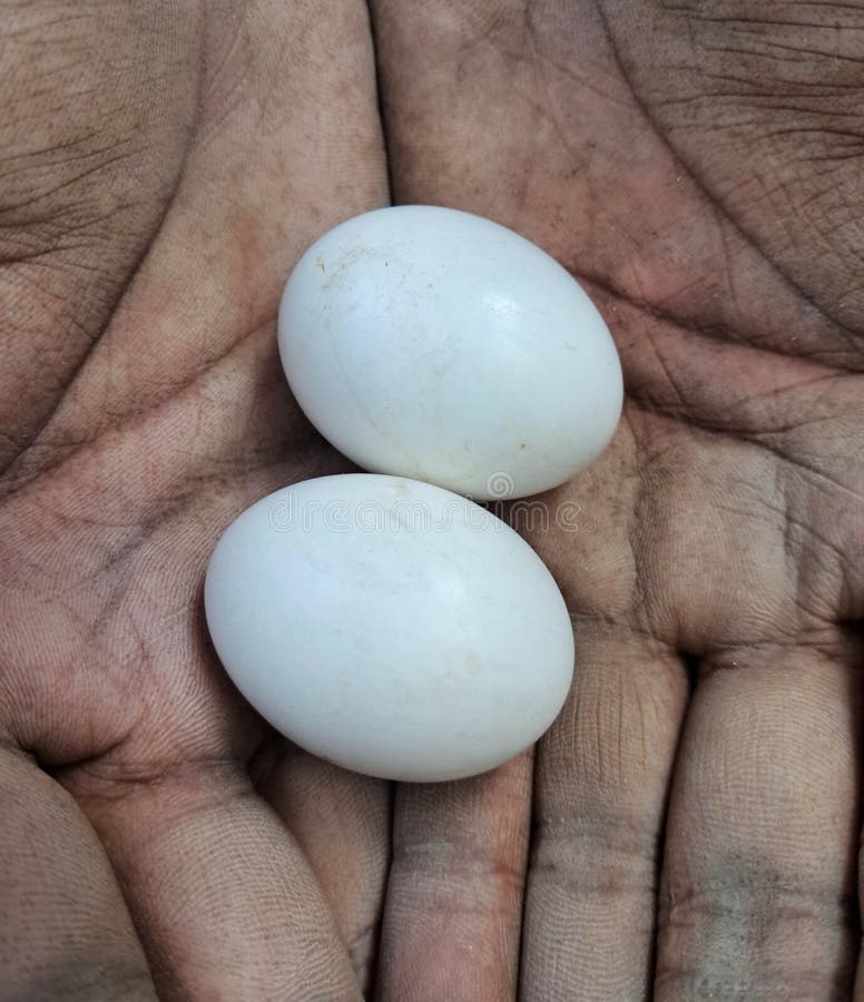 Gentle Hands Cradling Fragile Eggs Stock Image - Image of human ...