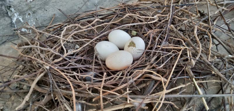 Pigeon eggs in nest stock image. Image of finch, bird - 245876005