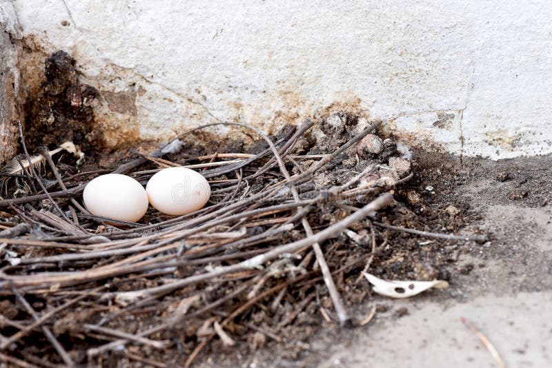 Pigeon eggs stock photo. Image of pigeon, green, bird - 21728470
