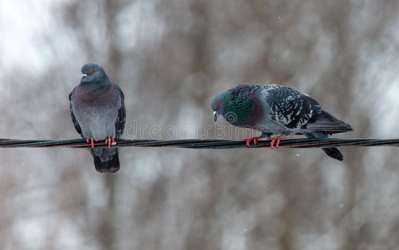 Pigeon on an electric wire stock image. Image of pigeons - 243700599