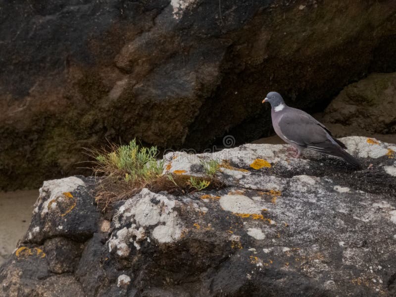 Pigeon Exploring among Rocks Stock Image - Image of cove, land: 204214125