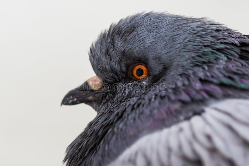 Pigeon Face To Face.Rock Pigeons Crowd Streets and Public Squares ...