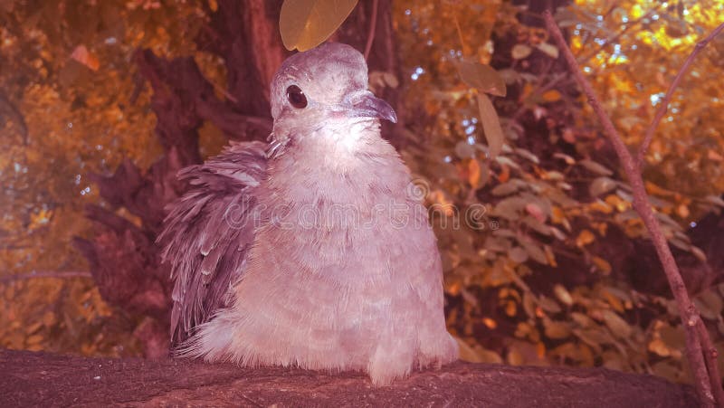 Pigeon Faisant Une Pause Dans Un Arbre Photo stock - Image du ciel ...