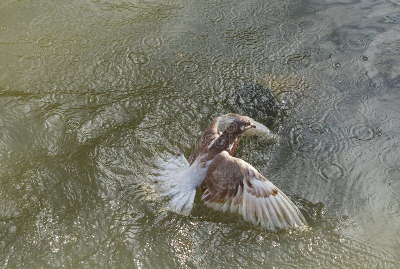 Pigeon fall in to water stock image. Image of bird, fall - 113576801