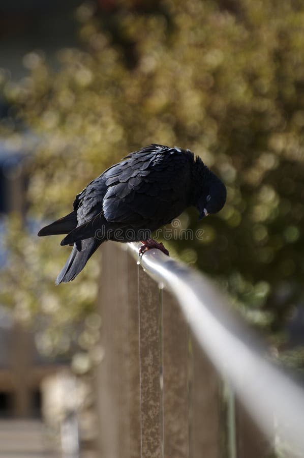 Pigeon Falling Asleep on Fence Stock Photo - Image of sleep, leaves ...