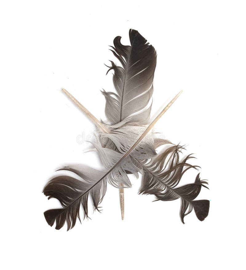Pigeon feather isolated stock image. Image of animal - 187704975