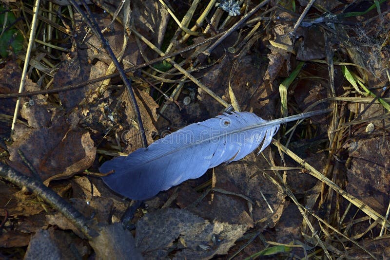 Pigeon Feather on Last Year`s Foliage Stock Image - Image of majestic ...
