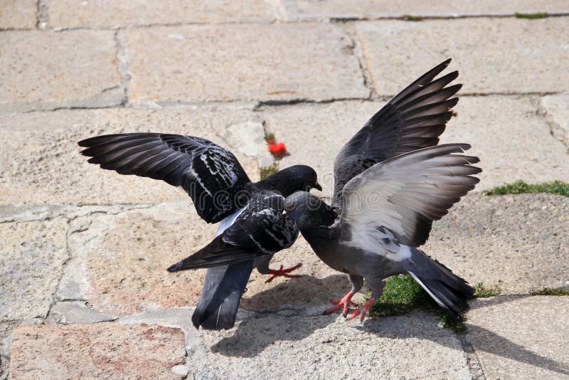 Pigeon Fighting Day Time Stock Photos - Free & Royalty-Free Stock ...