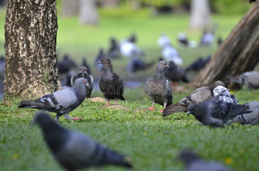 Pigeon finding the insect stock image. Image of closeup - 56384021