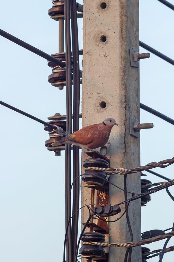 Pigeon is on fire pole stock photo. Image of view, pigeon - 141912502