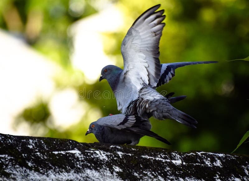 The Pigeon Flew Onto Another Friend and Spread Its Wings. Stock Image ...