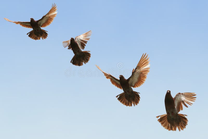 Pigeon in flight stock image. Image of freedom, composite - 16698589