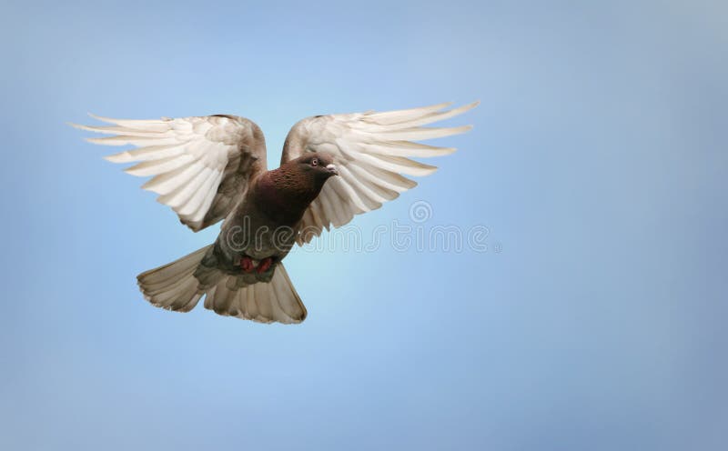 Brown pigeon flying away stock image. Image of pigeon - 16757145