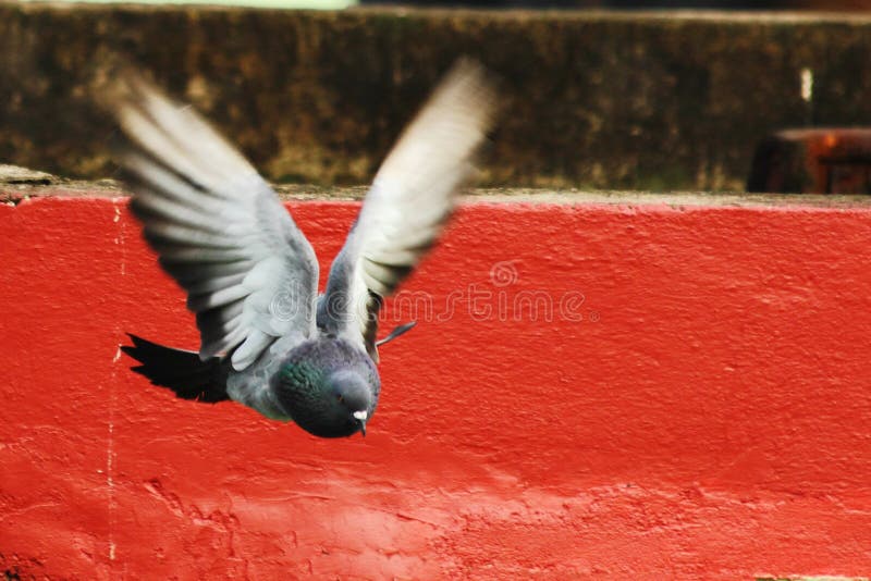 Pigeon in flight stock photo. Image of captivating, hills - 41844424