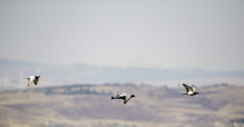Pigeon in Flight stock photo. Image of flying, bird - 155581212
