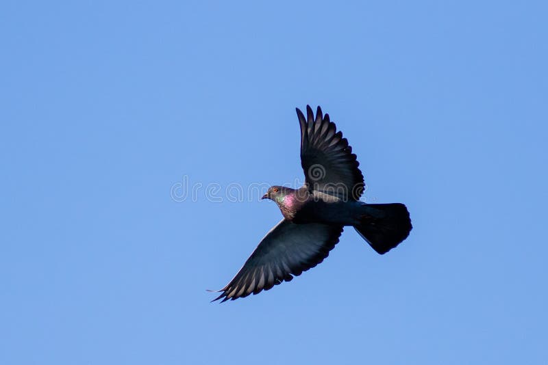 Pigeon in flight stock photo. Image of pigeon, flight - 178178024