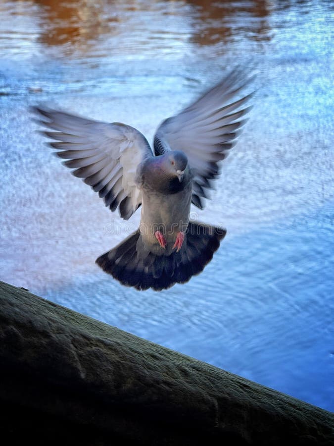 Pigeon in Flight, Arriving To Look for Food Stock Image - Image of city ...