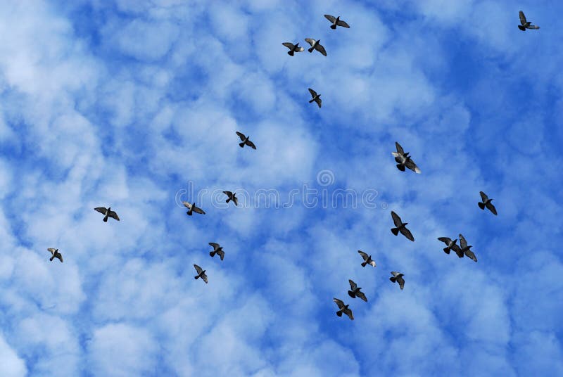 Pigeon flock flying stock image. Image of racing, clouds - 32740941