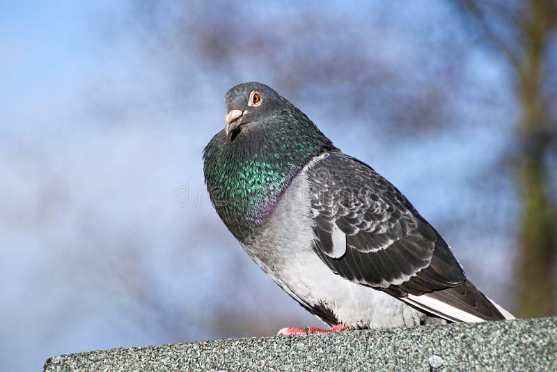 Pigeon Fluffed Against the Coid Stock Image - Image of pigeon, perched ...