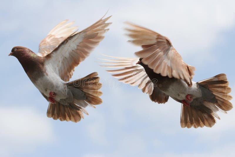Brown pigeon flying away stock image. Image of pigeon - 16757145