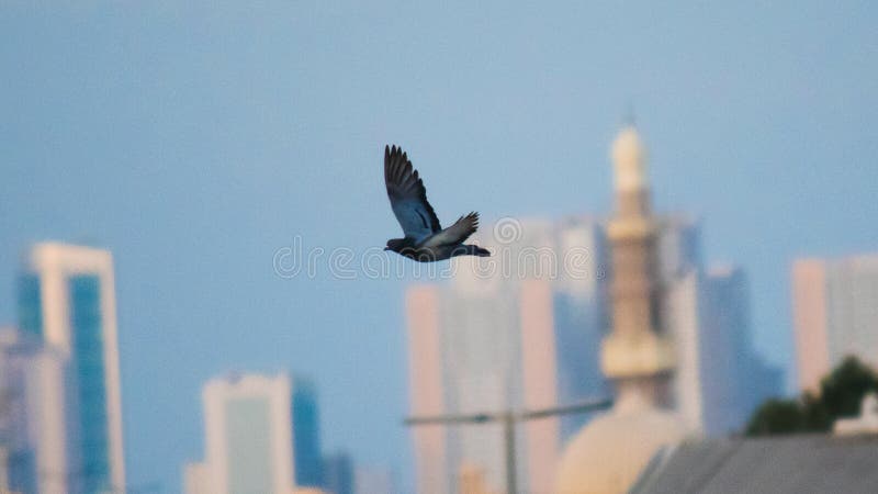 Pigeon Flying in the Air with Blue Sky Stock Image - Image of greece ...