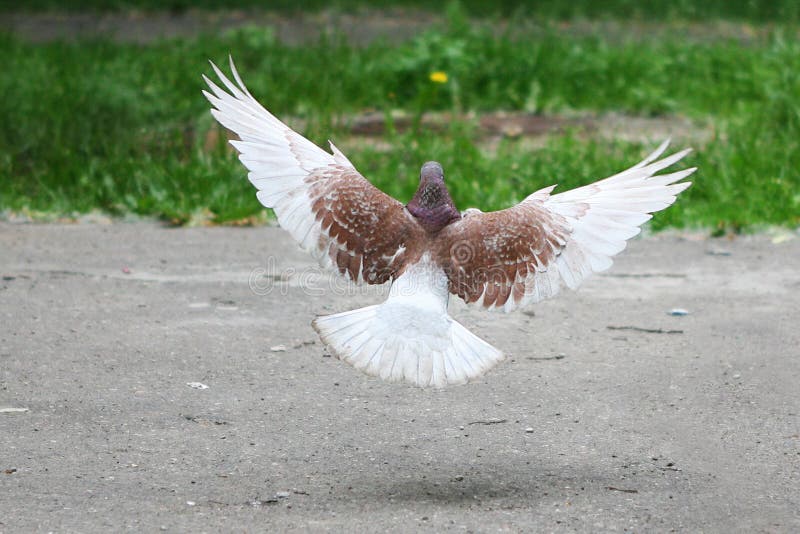 Pigeon Flying with Open Wings Stock Image - Image of spotted, grey ...